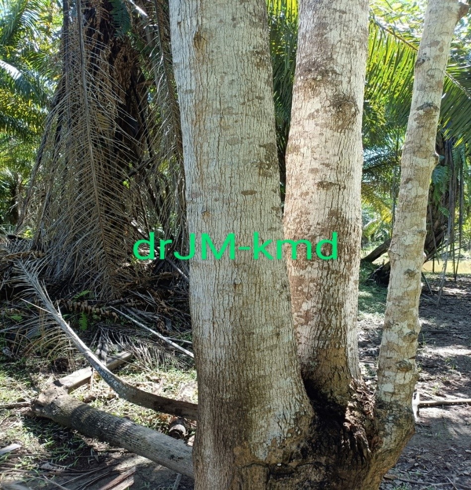 Pembuatan “Guring” dalam Masyarakat Tradisional Suku Kimaragang – WadahDBP
